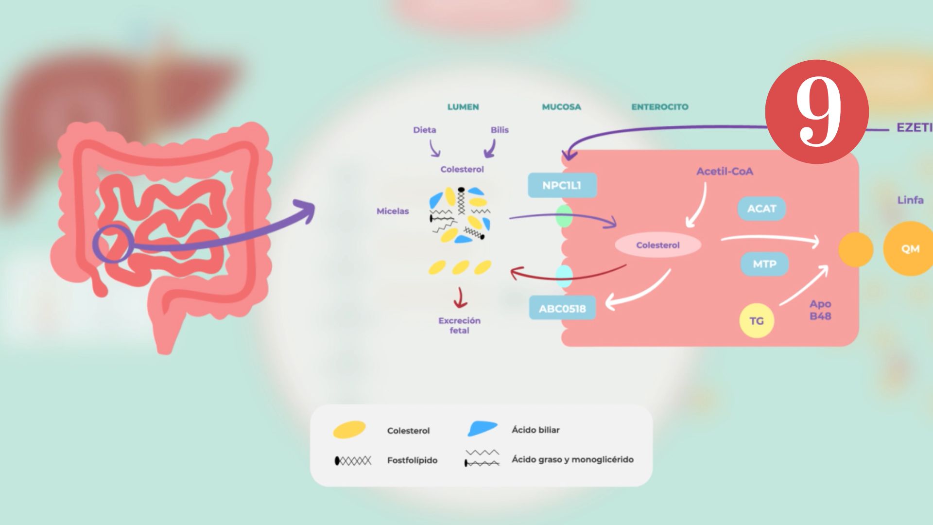 Ruta de la dislipemia: Mecanismos de acción (episodio 9) : Doryos