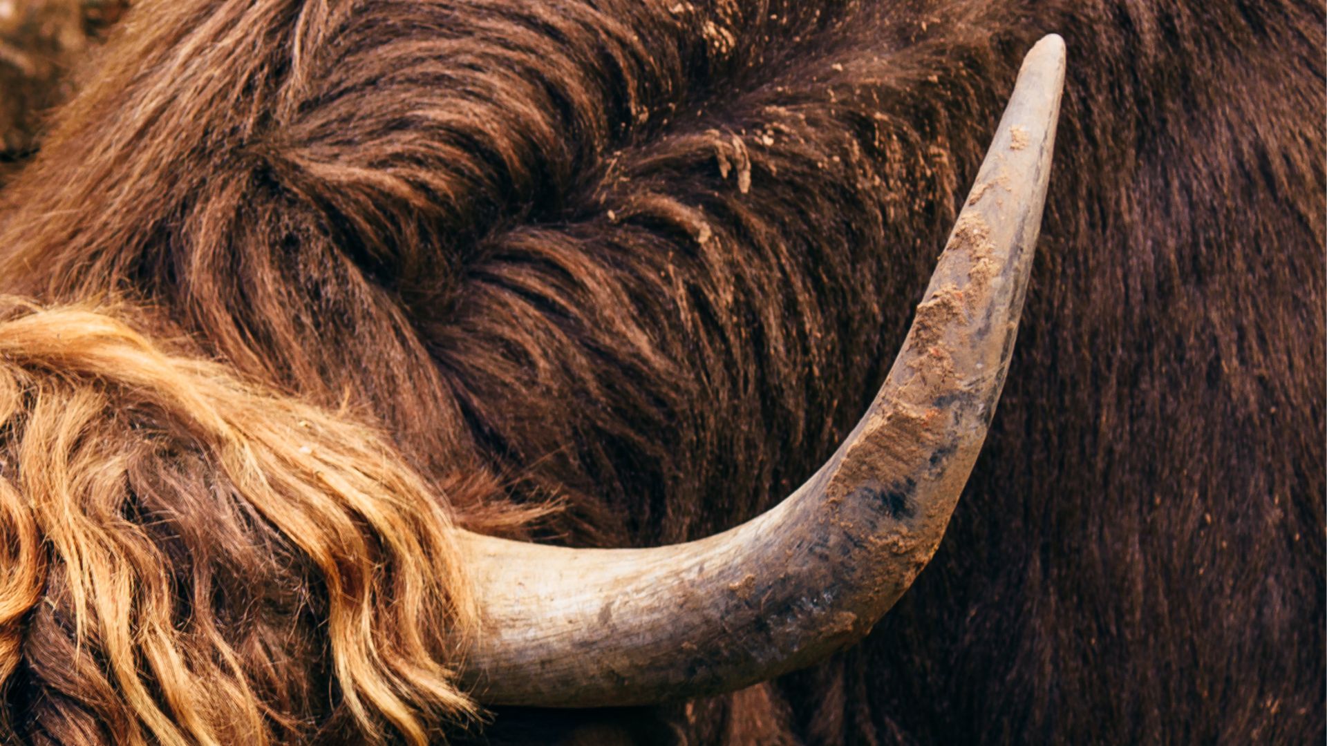 Herida compleja en miembros inferiores por asta de toro : Doryos