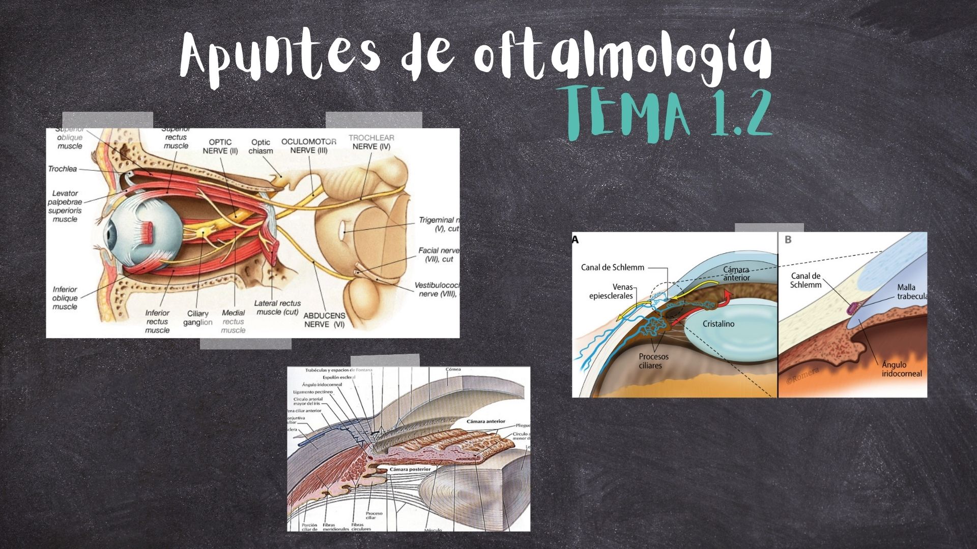 Anatomía del globo ocular: Inervación y vascularización, parte 2 : Doryos