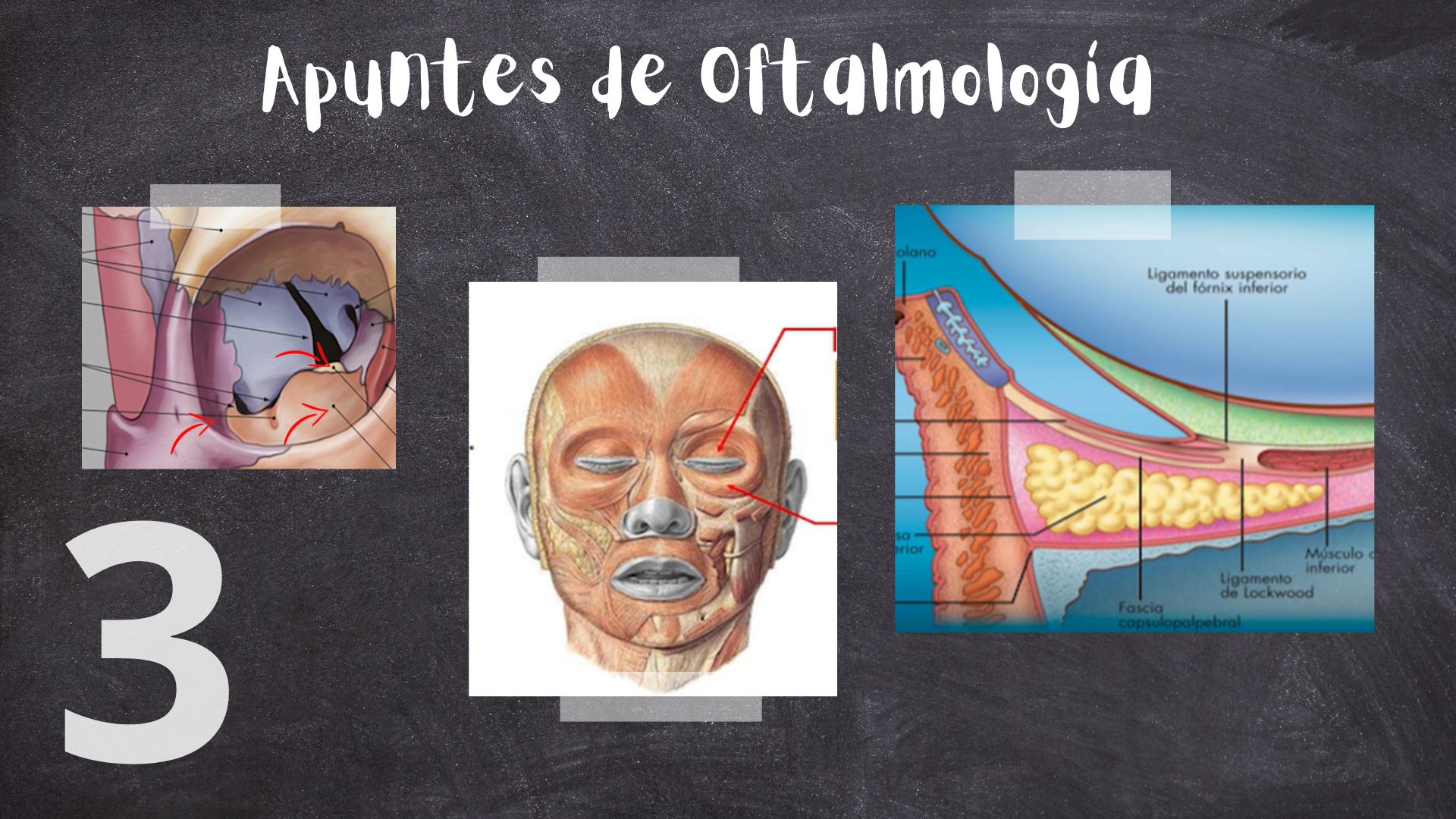 Anatomía del sistema orbito-palpebral: drenaje venoso y fisiología ...