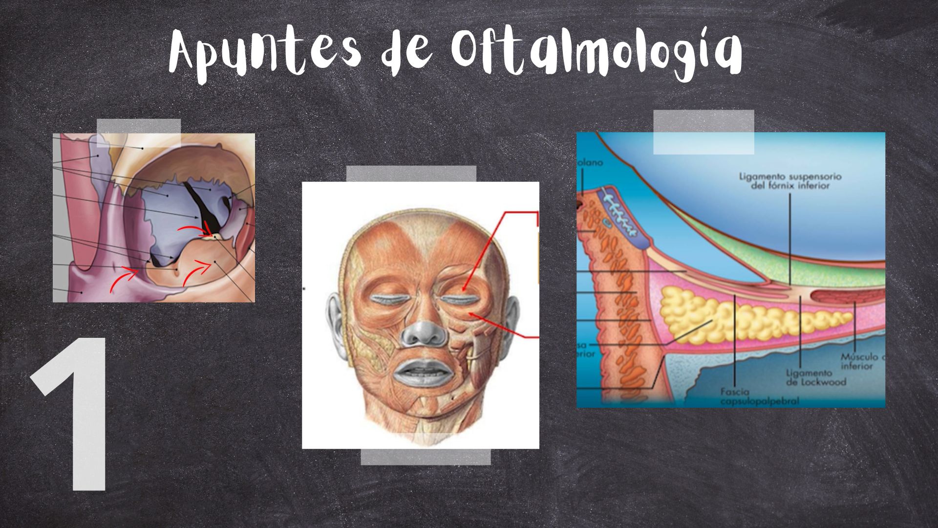 Anatomía del sistema orbito-palpebral: órbita y anatomía palpebral : Doryos